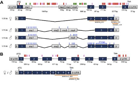 Genomic And Cdna Structure Of Astra And Astra 2 A Genomic Structure