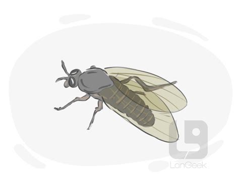 Definition And Meaning Of Bug Langeek