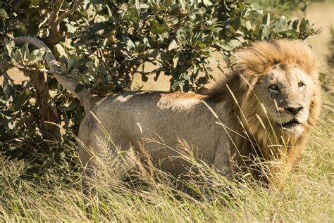 Escaped Lion Captured In Mpumalanga