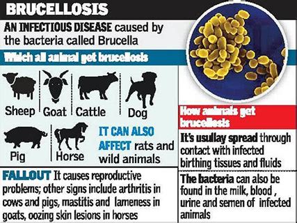 Diagnosis Of Brucellosis In Pets
