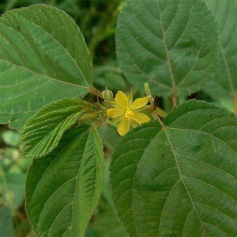 Egyptian Spinach Molokhia Jute Corchorus Olitorius