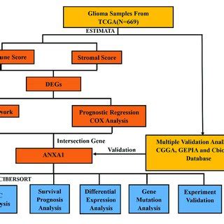 Flowchart Illustrating The Study Design Download Scientific Diagram