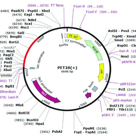 In Silico Cloning Of Lsdv V2 Vaccine Into Pet28a E Coli Expression