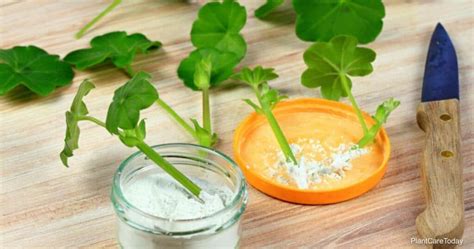 How To Take Geranium Cuttings Propagating Geraniums