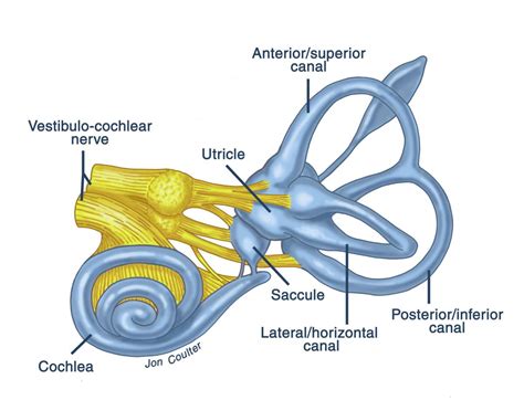 Vestibular Rehabilitation Ross Rehabilitation A Division Of Ross