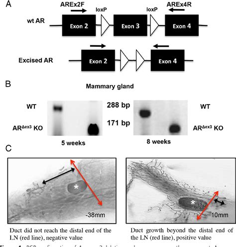 Figure 1 From Androgen Receptor Inactivation Resulted In Acceleration