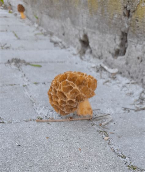 Found A Strange Artifact Near My Fathers House Rstalker