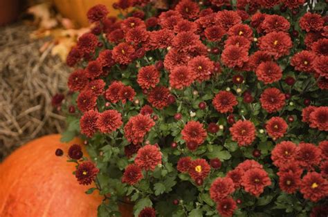How To Fix 4 Common Issues With Mums For Healthy Blooms All Season