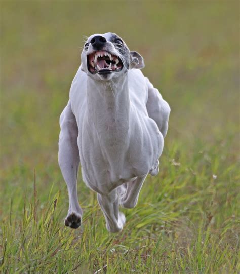 Whippet For Sale Texas