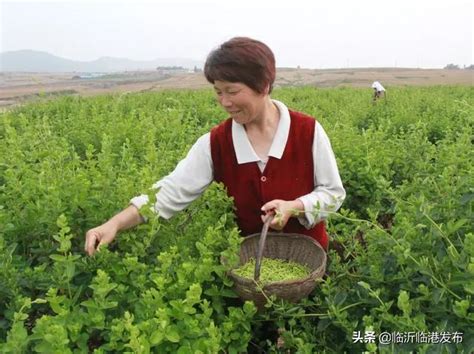 大開眼界，臨沂臨港區這種花竟然長出了「金銀」！ 每日頭條