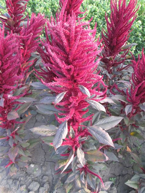Amaranthus Pygmy Torch Prairie Garden Seeds