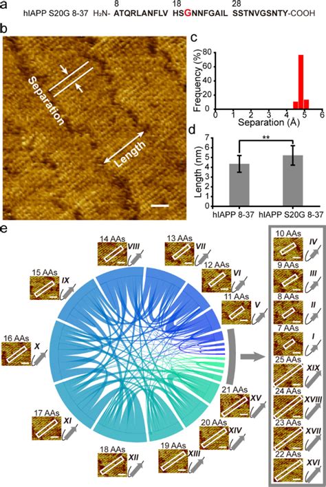 Acs Cent Sci 中国医学科学院基础医学研究所王晨轩团队在单分子水平揭示β 折叠多肽组装的构象系综 X Mol资讯