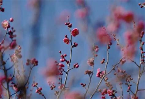 镇江的春天，一定要去看看！带上这份“赏花地图”，走起荔枝网新闻
