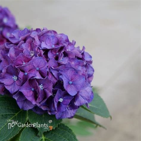 Hydrangea Wee Bit Grumpy™ Bigleaf New Garden Plants