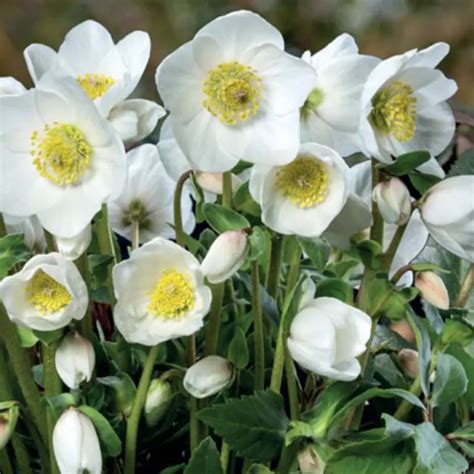 Helleborus Niger Hgc Diva Christmas Rose 3 Litre Pot