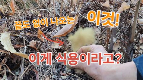 버섯산행 끝도 없이 나오는 이것 이게 식용이라고 YouTube