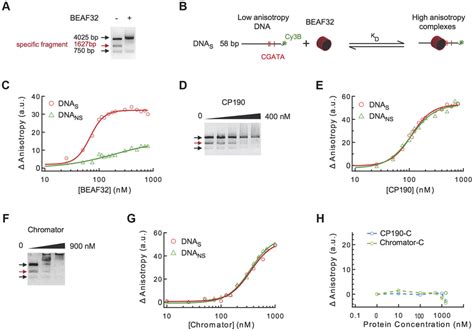 Binding Of Insulator Factors To Dna A Electric Mobility Shift Assay Download Scientific