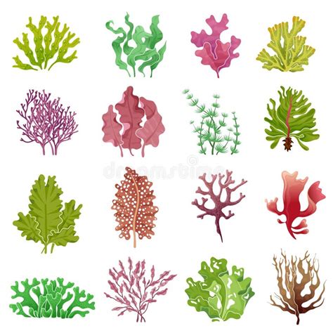 海草集合 海植物、海洋海藻和水族馆海带 水下的海草导航被隔绝的收藏 向量例证 插画 包括有 华丽 绿色 134504061