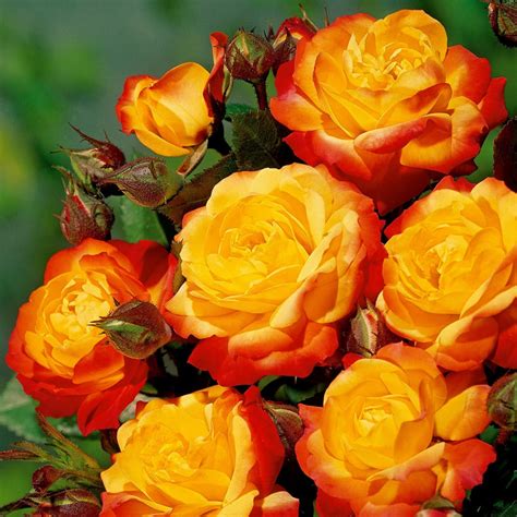 Роза флорибунда Румба (Rumba) (Rose floribunda Rumba) - описание сорта ...