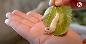 აბრეშუმის რთველი ქიზიყში Knews Ge