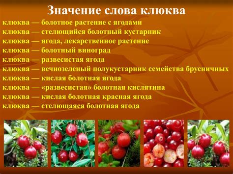 PPT - Клюква – полезная ягода PowerPoint Presentation - ID:4652908