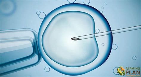 Artificial Insemination Pros And Cons Of Ai Farming Plan