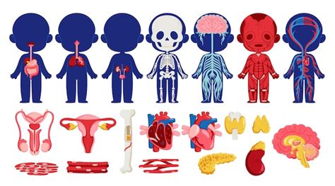 Premium Vector Flat Anatomical Body Element Set Collection