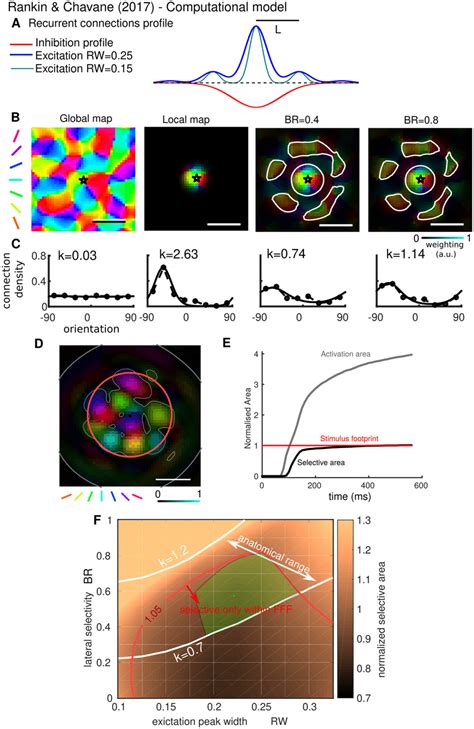 Neural Field Model To Reconcile Structure With Function In Primary