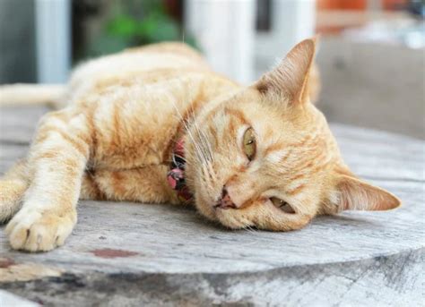 La Maladie Du Foie Gras Chez Le Chat Animaux Wiki