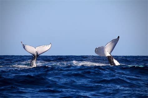 A pair of Humpback Whales slapping their tails | Wild Ocean Tasmania