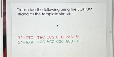 Solved Transcribe The Following Using The Bottom Strand As