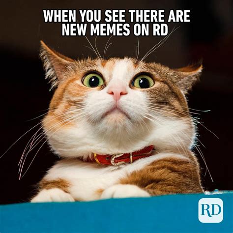 700 Funny Memes For Every Occasion