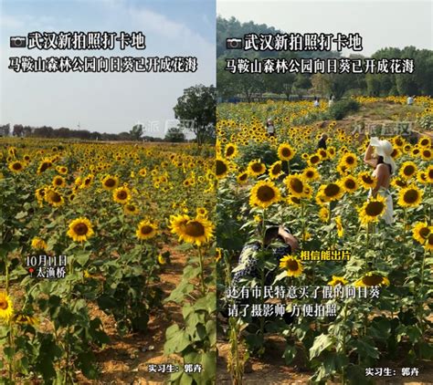 满目金黄美如画武汉马鞍山森林公园的向日葵已开成花海市民争相同框合影 腾讯新闻