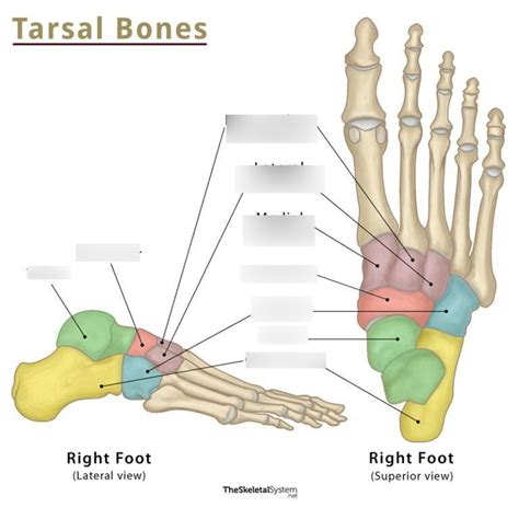Tarsal Bones Diagram Quizlet