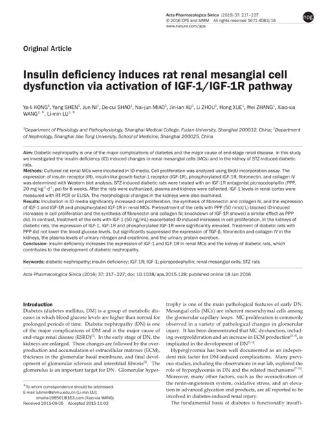 Pdf Insulin Deficiency Induces Rat Renal Mesangial Cell Dysfunction