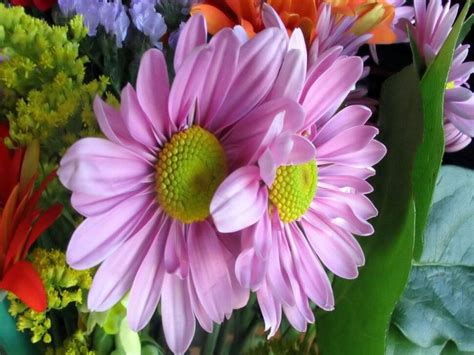 Лучшие обои для рабочего стола цветы Основной цвет обоев Оливково чёрный