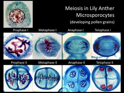 Meiosis And Sexual Life Cycles Chapter 13 Diagram Quizlet