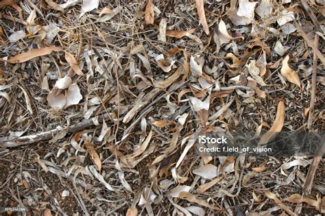 로컬 네이티브 호주 잎 고무 나무와 쓰레기 분기와 숲 지역 농촌 지역 뉴 사우스 웨일즈 호주에서 지상에 호주에 대한 스톡 사진 및 기타 이미지 Istock