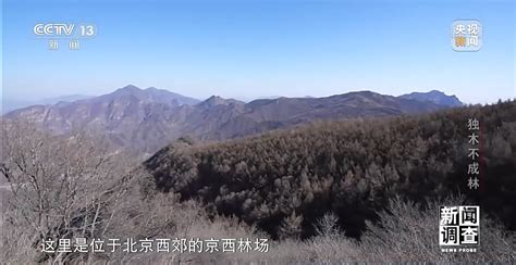 独木不成林 城市与自然相互融合 荔枝网新闻