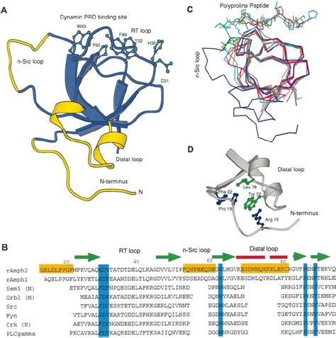 Structure And Sequence Alignment Of Amph2 SH3 Domain A Structure
