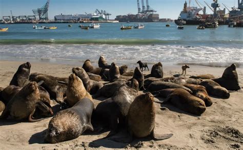 Ya son más de 145 los lobos marinos que murieron por gripe aviar La