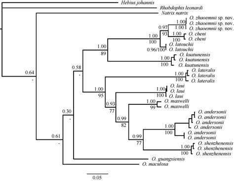 Bi Phylogenetic Tree Estimated From Cyt B Sequences Depicting