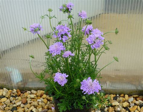 Flutter™ Deep Blue Scabiosa Bloomables
