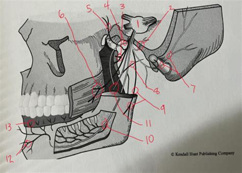 Branches Of The Mandibular Division Of The Trigeminal TESTLIKE Flashcards Quizlet