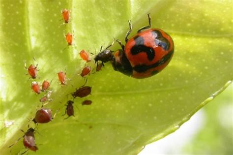 Pest Biological Pest Control