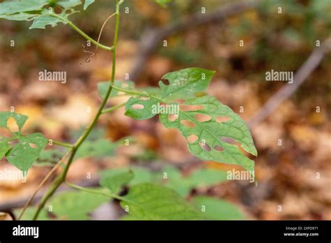 Vibrant Green Leaf With Multiple Holes Insect Feeding Blurred