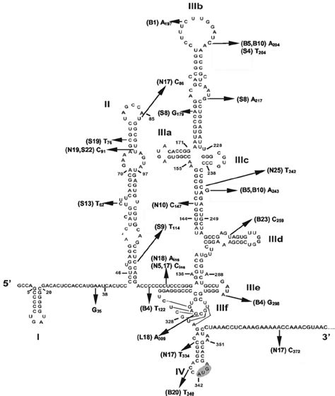 Sequence And Secondary Structure Of Hcv Ires Rna Nucleotides 1 To 383