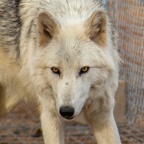 Larka Wild Spirit Wolf Sanctuary