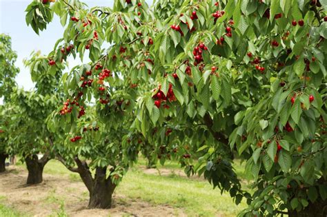 Cherry Tree Types What Are Some Common Varieties Of Cherry Trees Gardening Know How