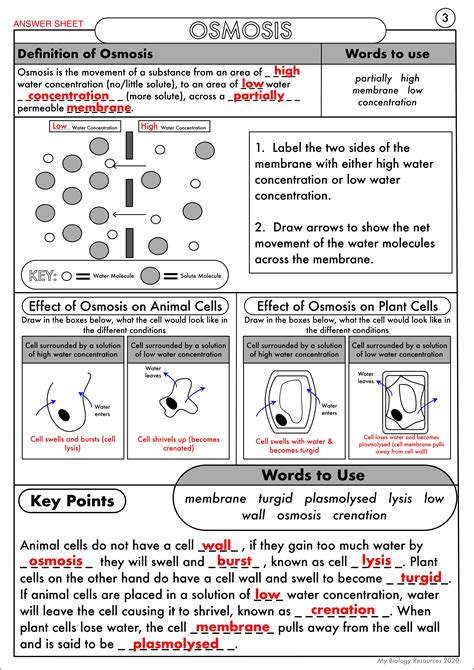 Worksheet On Osmosis And Diffusion